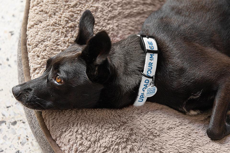 Placeit - Dog Tag Mockup Featuring an Adorable Pup Wearing a Pet Collar ...