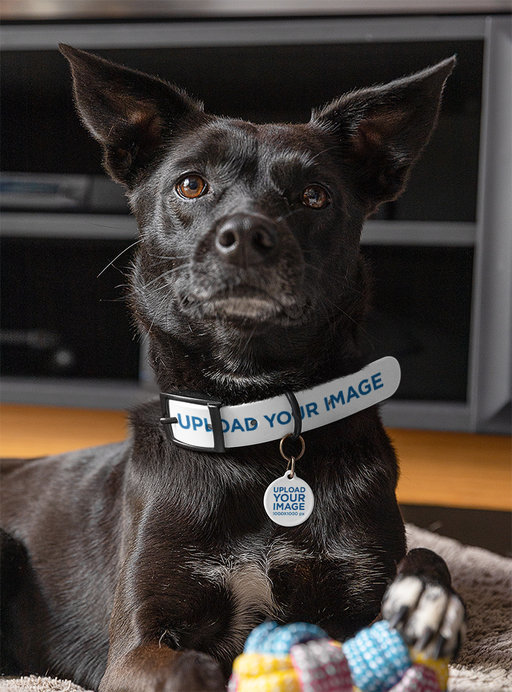 Placeit - Pet Collar Mockup Featuring a Cute Puppy With a Dog Tag