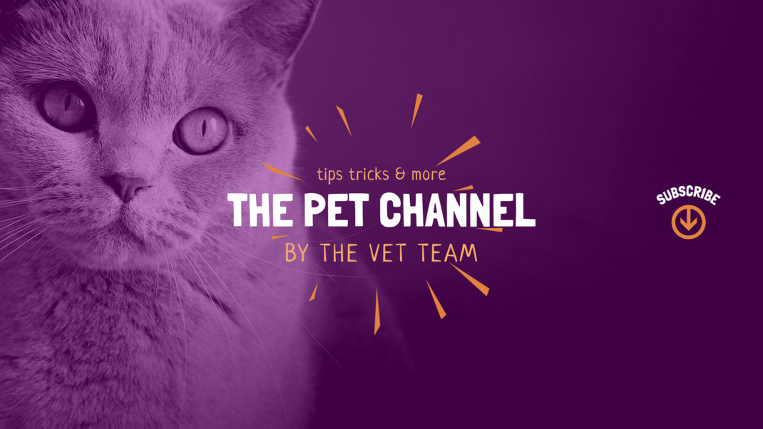 Placeit - YouTube Banner Maker for Pet Channels