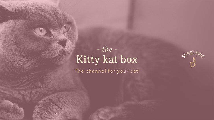 Placeit - Youtube Banner Maker with Kitten Picture