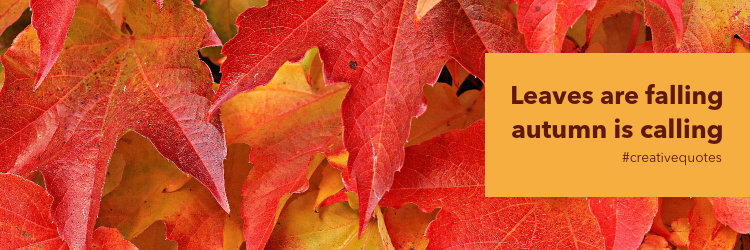 Placeit - Fall Twitter Header Maker with Leaves in the Background