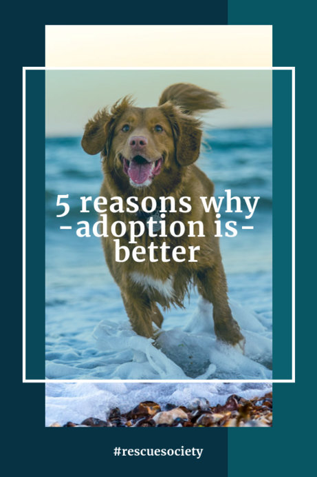 Placeit - Pinterest Pin Template for Pet Adoption Awareness