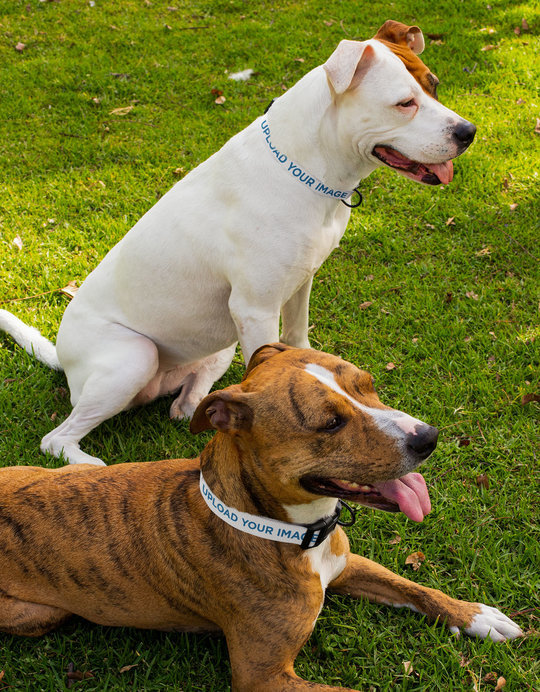 Placeit - Mockup Featuring Two Dogs Wearing Customizable Dog Collars
