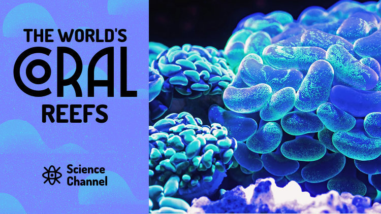 Placeit - YouTube Thumbnail Creator for a Science Channel